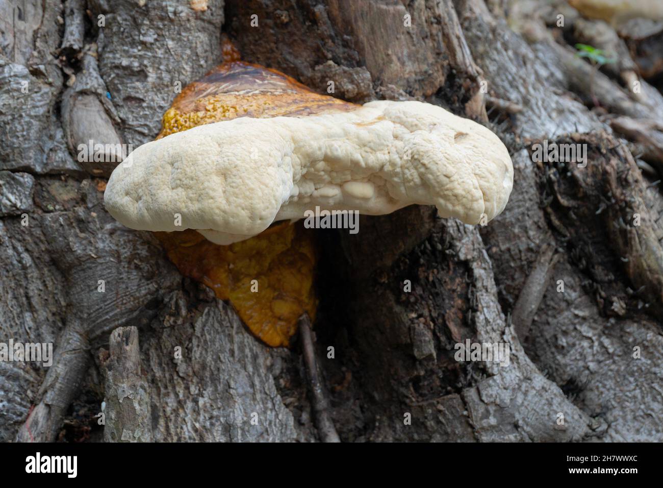 Big Polyporous fungus, a common fungus on old tree trunk. Howrah, West ...