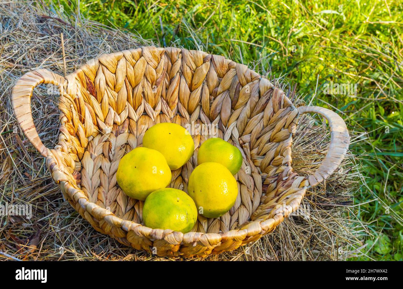 Harvesting a new harvest of citrus fruits Stock Photo - Alamy