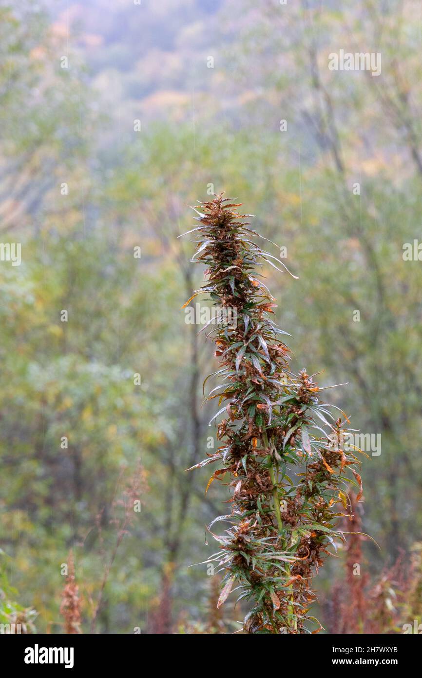 The wild cannabis bush grows outdoors Stock Photo - Alamy