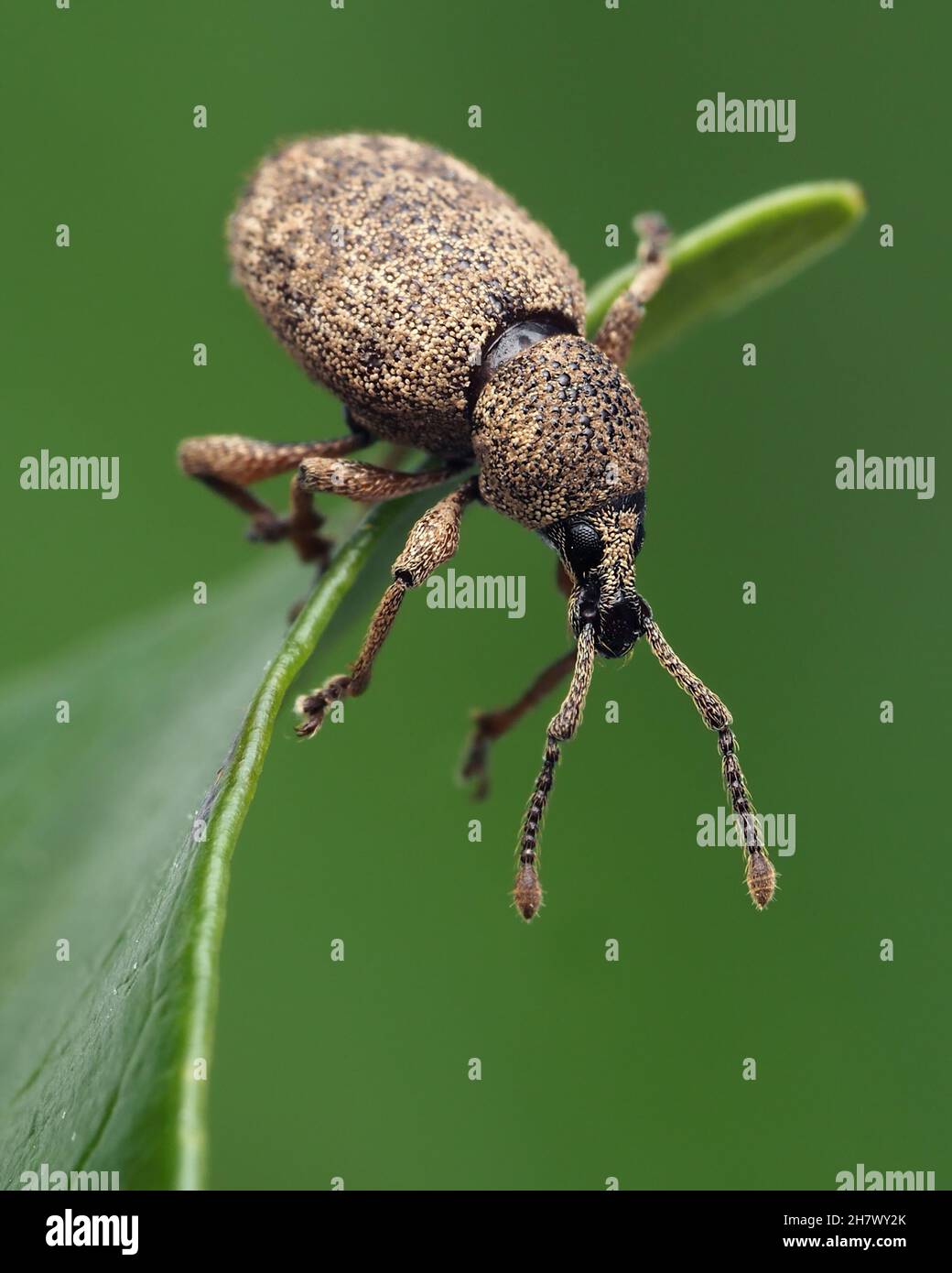 Singularis weevil hi-res stock photography and images - Alamy