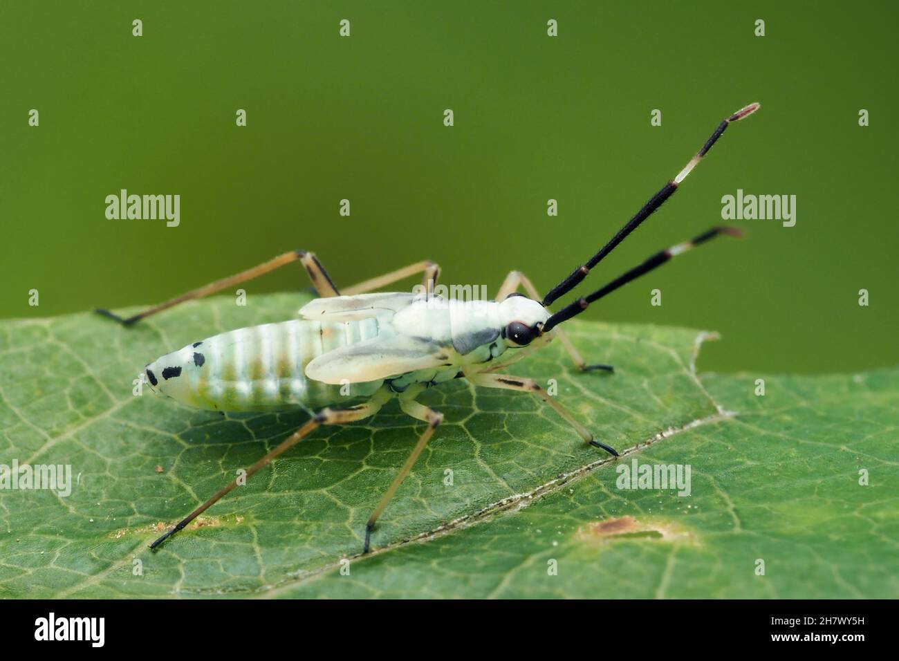 Cyllecoris histrionius bug nymph hi-res stock photography and images ...