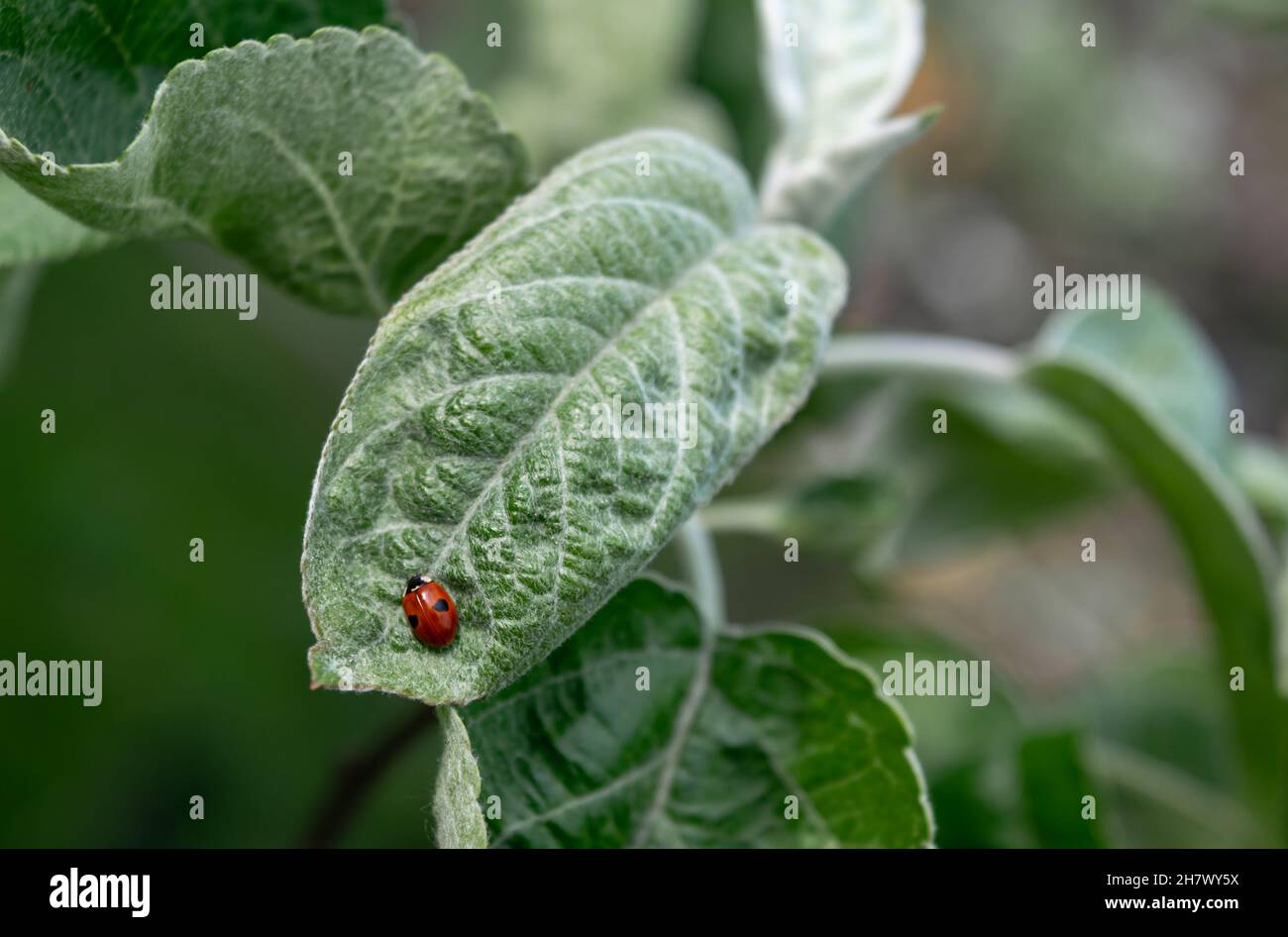 Ladybug on a green leaf of an apple tree. This insect destroys harmful ...