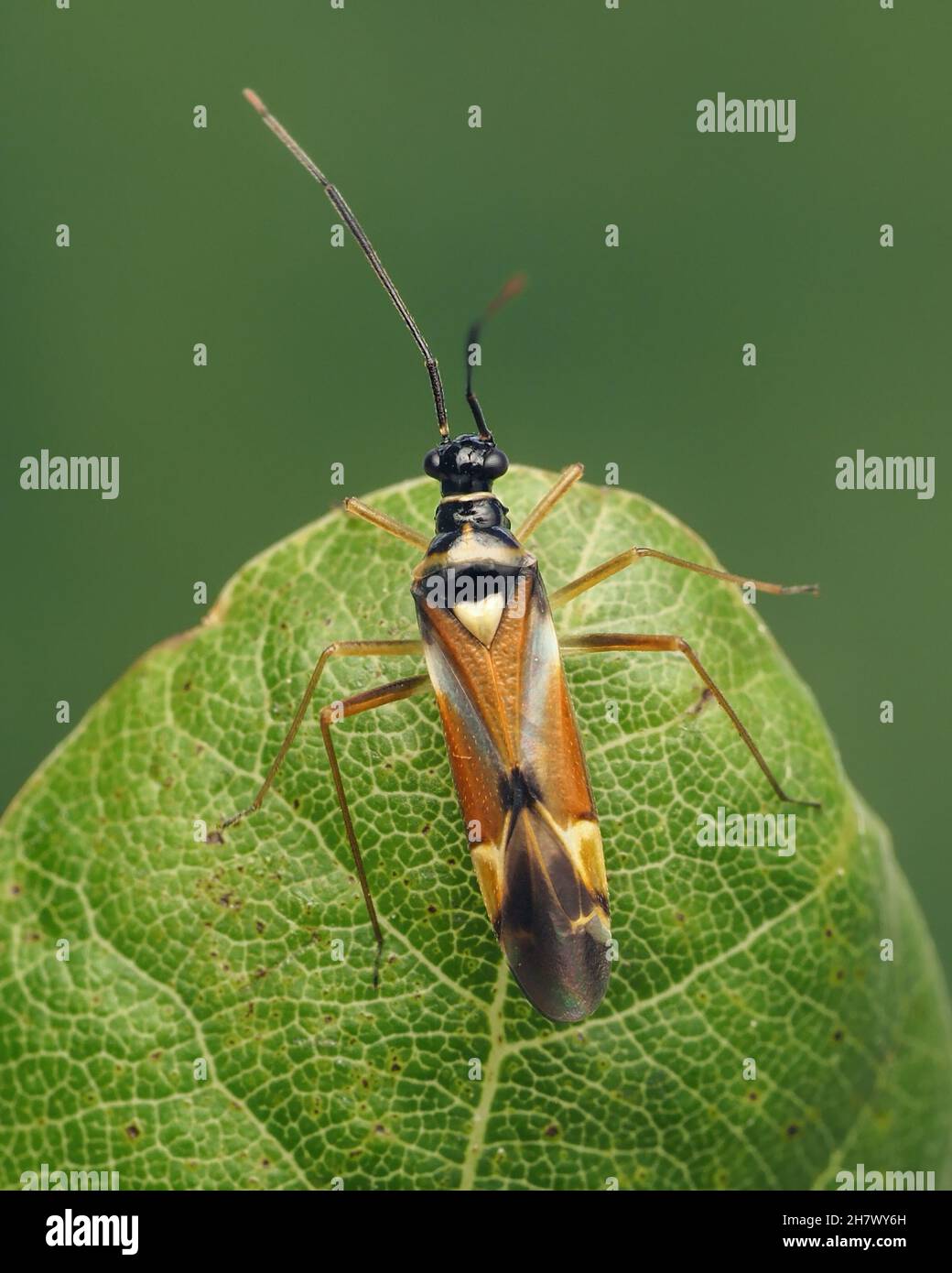 Cyllecoris histrionius mirid bug perched on oak leaf. Tipperary ...