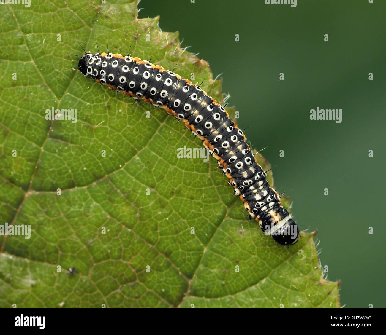 Depressaria daucella moth caterpillar dorsal view. Tipperary, Ireland ...