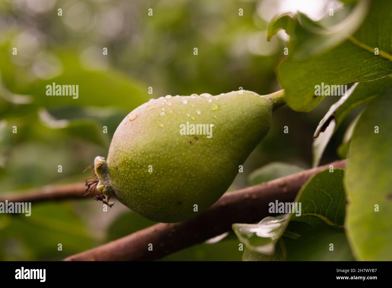 Pear tree leaves hi-res stock photography and images - Alamy