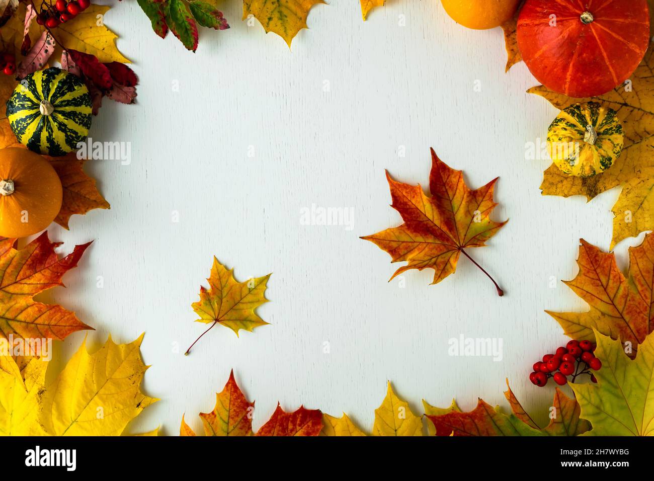 Autumn flat lay. Layout on a white background from autumn colored maple ...