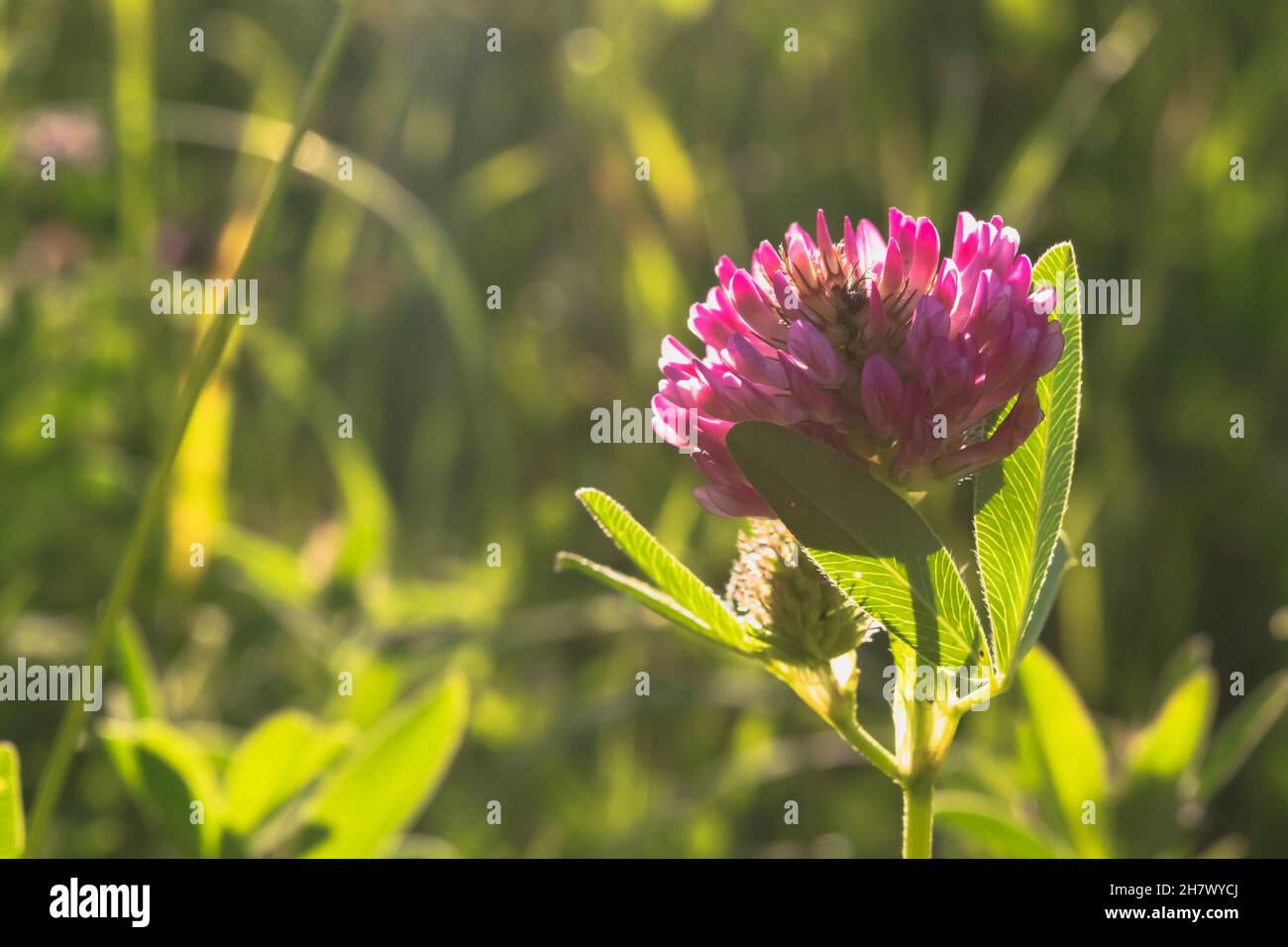 Pink clover flower hi-res stock photography and images - Alamy