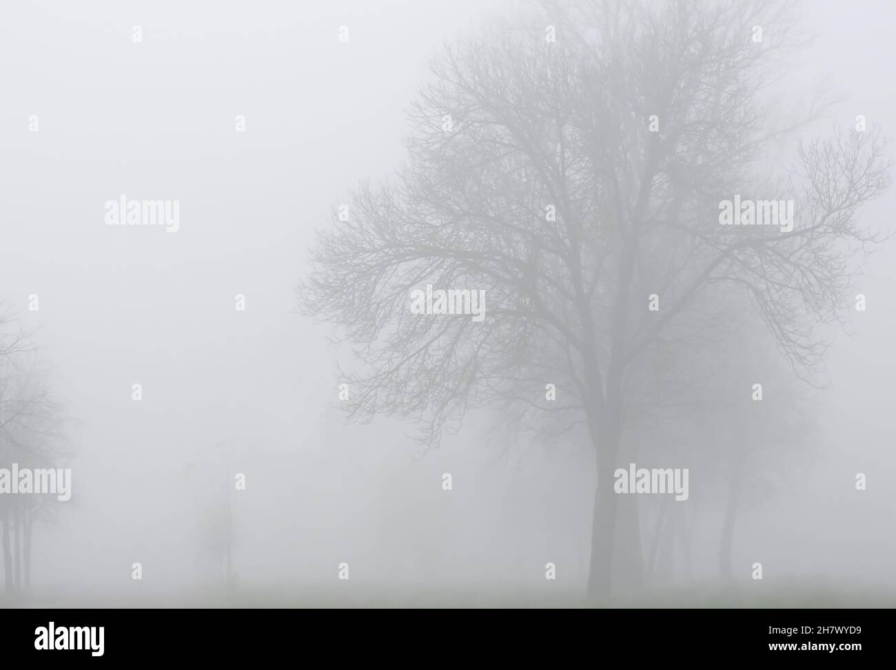Landscape with thick fog in the early morning in the city, warning ...
