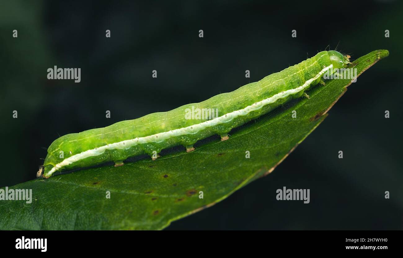 Hebrew Character moth caterpillar (Orthosia gothica) at rest on willow ...