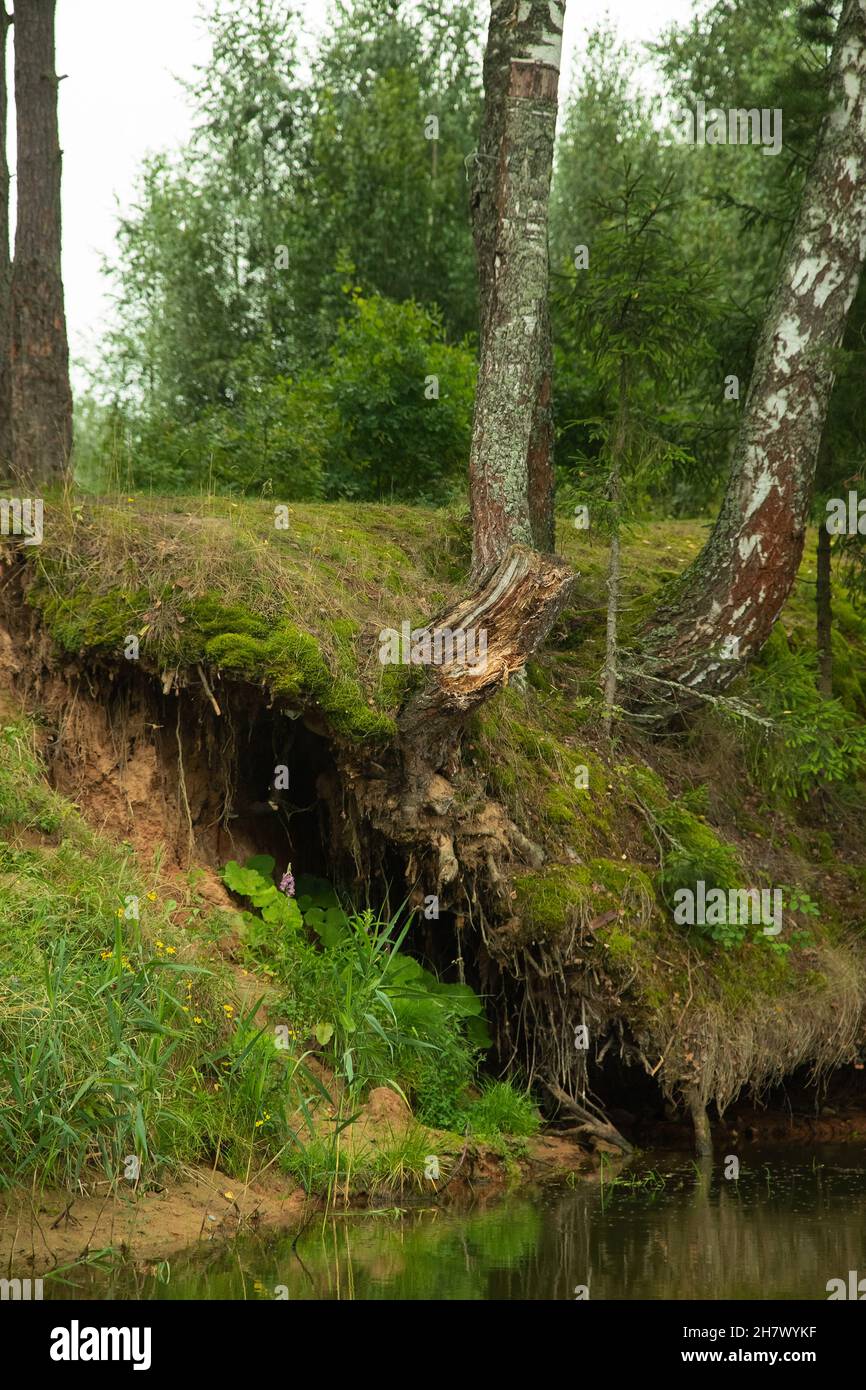 Roots of a powerful old tree on the river bank, summer forest landscape ...