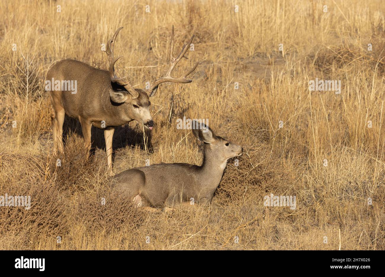 Mule Deer Buck and Doe During the Fall Rut in Colroado Stock Photo - Alamy