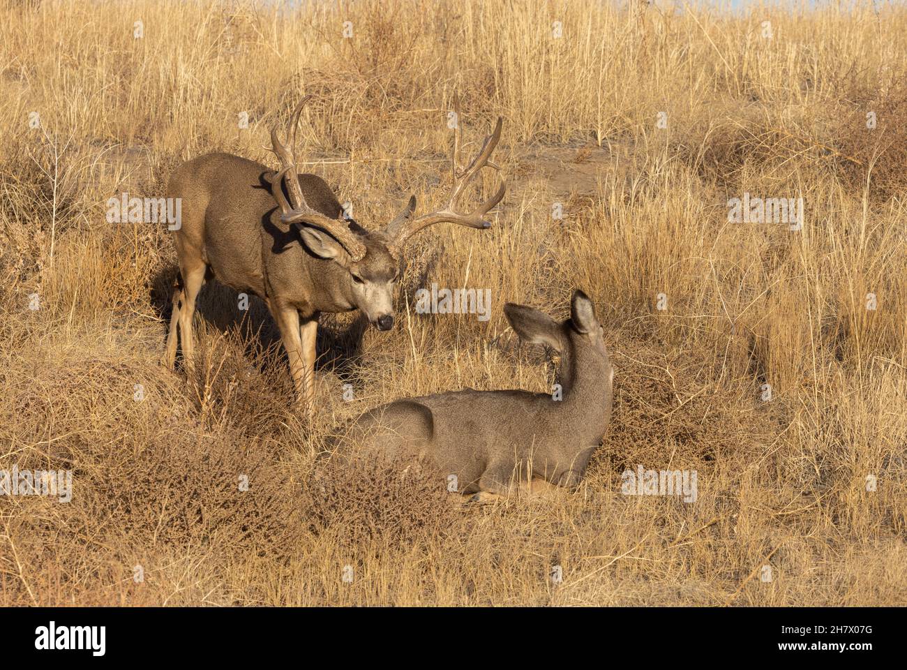 Mule Deer Buck and Doe During the Fall Rut in Colroado Stock Photo - Alamy