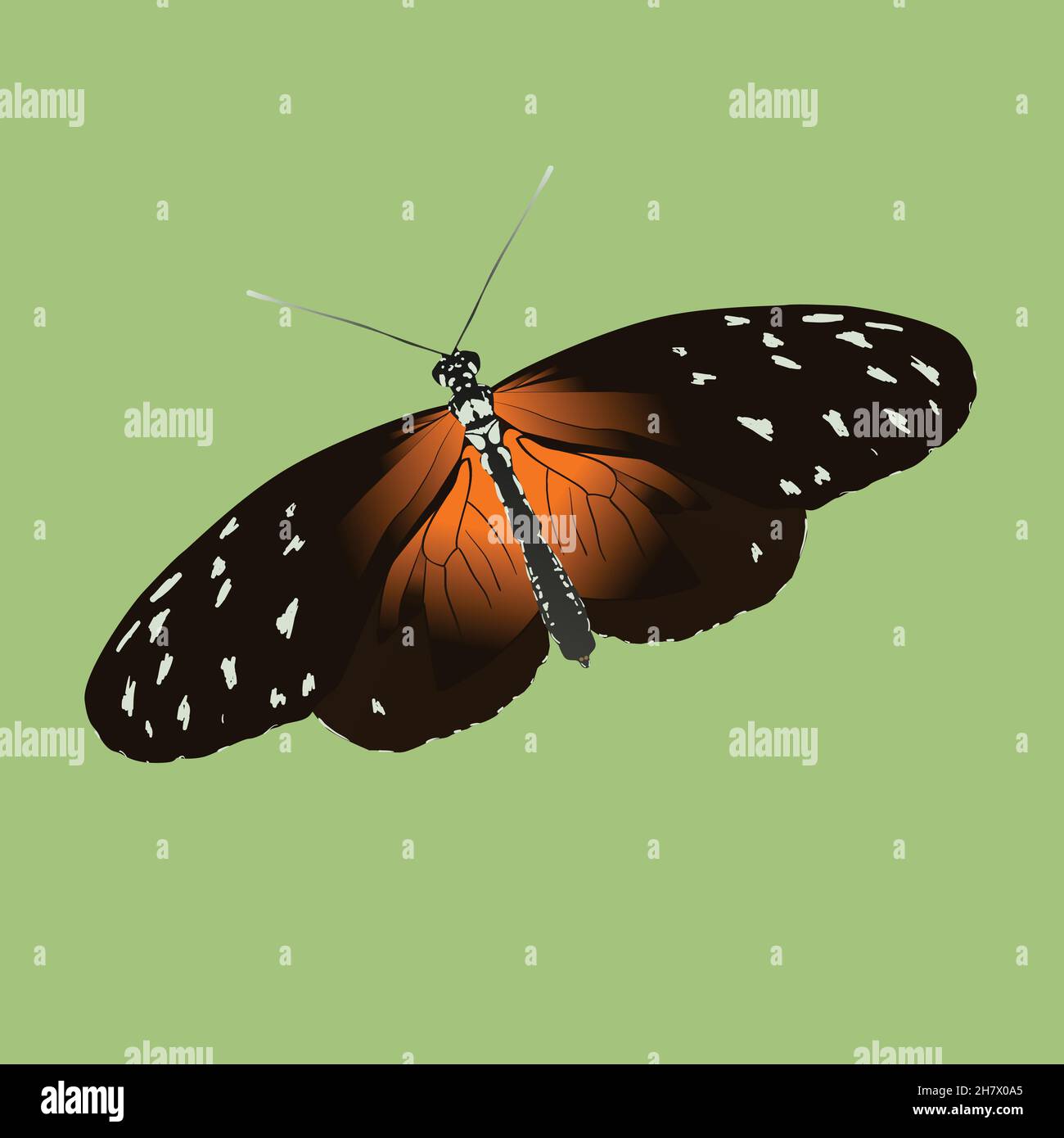 Green moth Stock Vector Images - Alamy