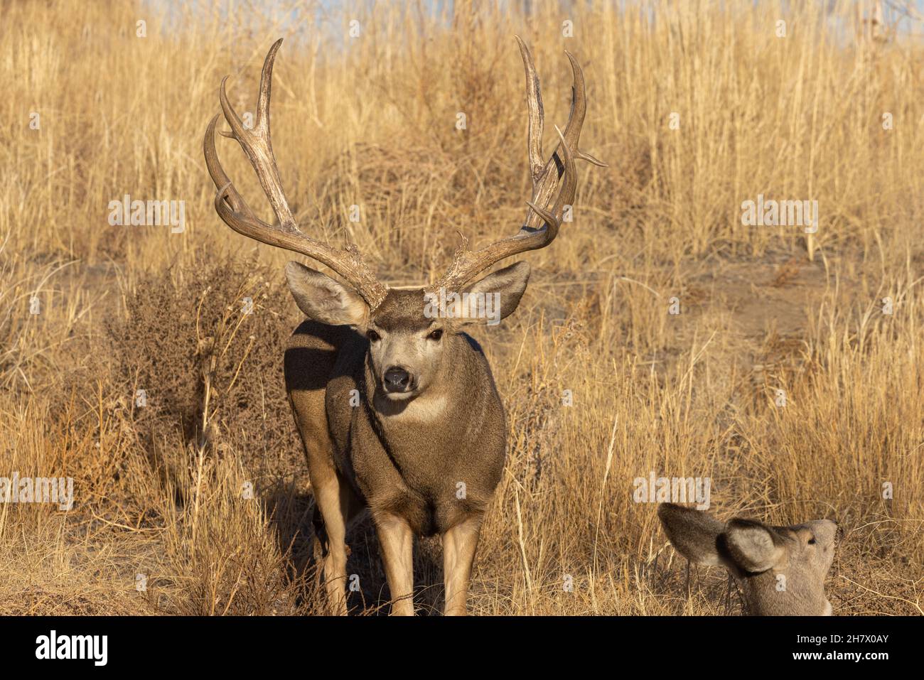 Mule Deer Buck and Doe During the Fall Rut in Colroado Stock Photo - Alamy