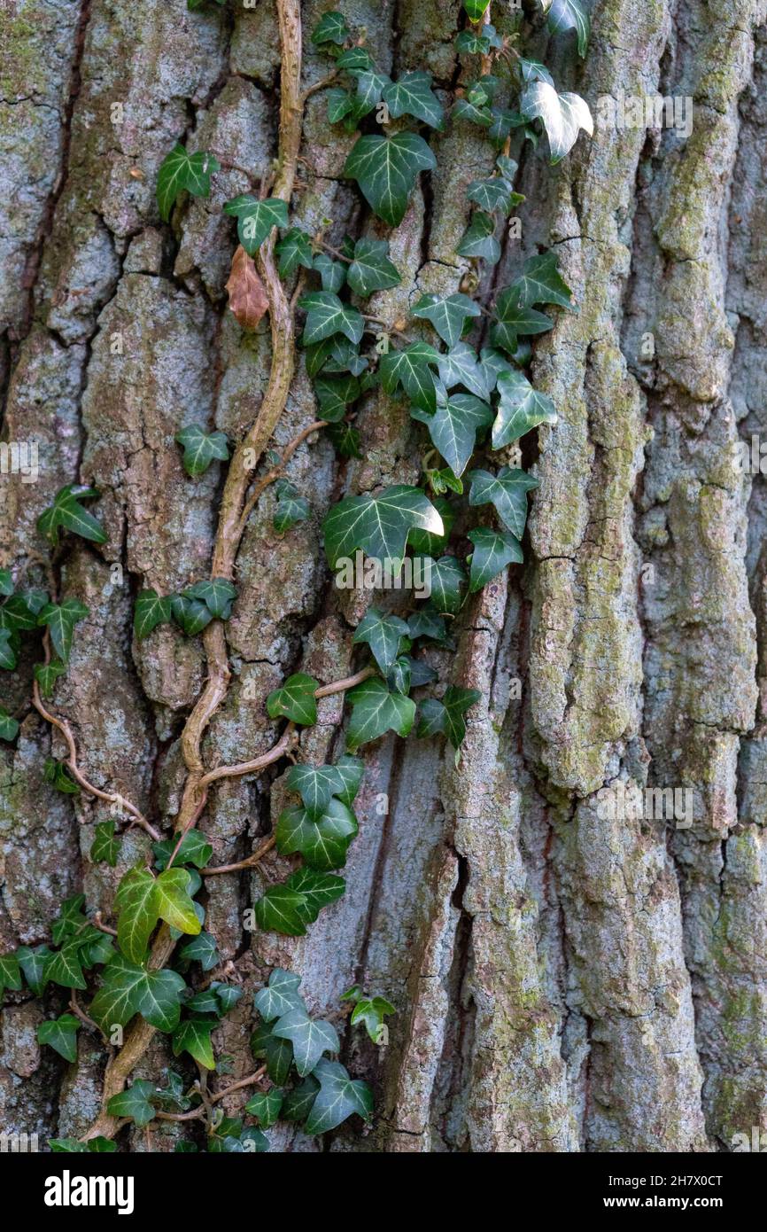 Baumranken hi-res stock photography and images - Alamy