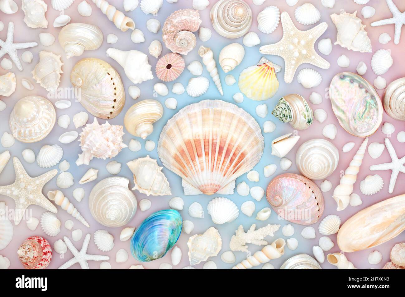 Seashell background large collection featuring scallop shell on rainbow ...