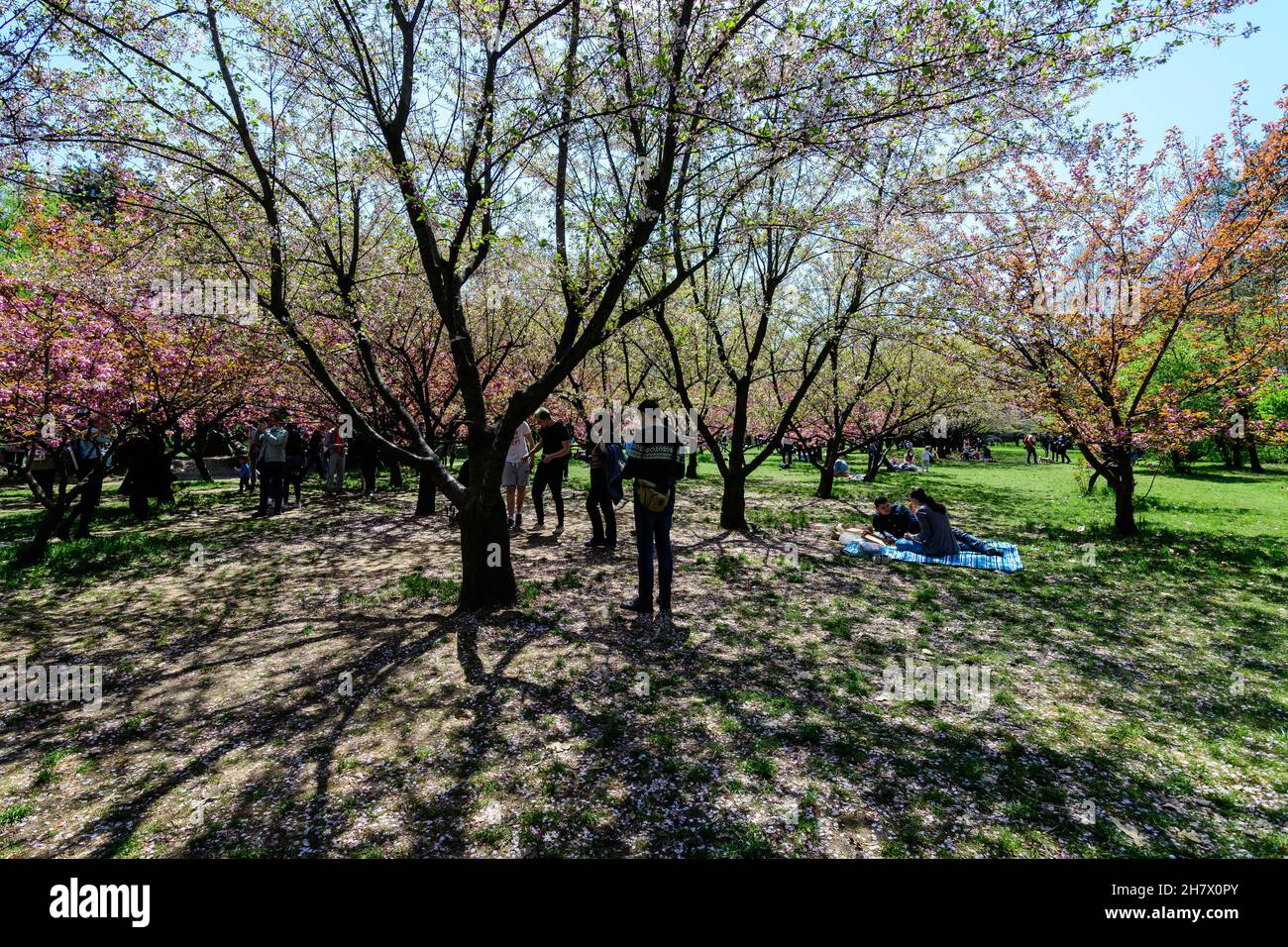 Bucharest, Romania, 25 April 2021 Large cherry trees with many pink ...
