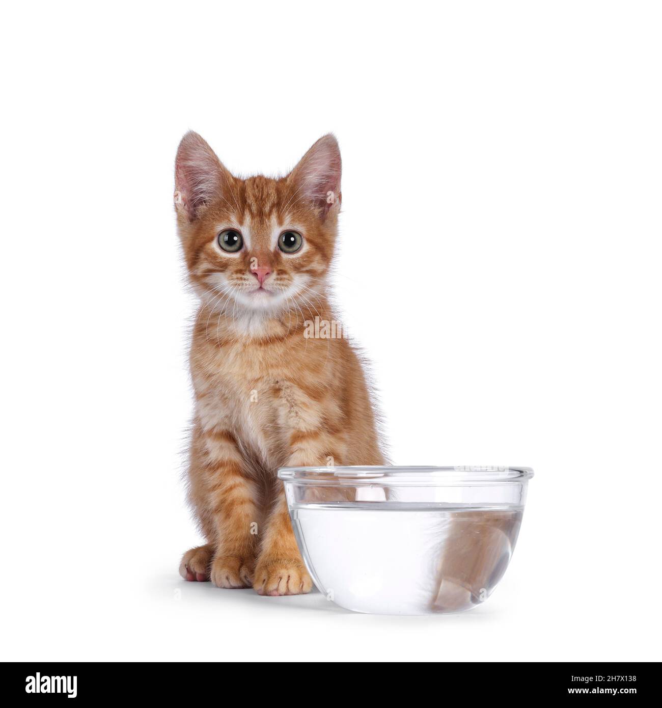 Cute little red house cat sitting behind glass bowl filled with water ...