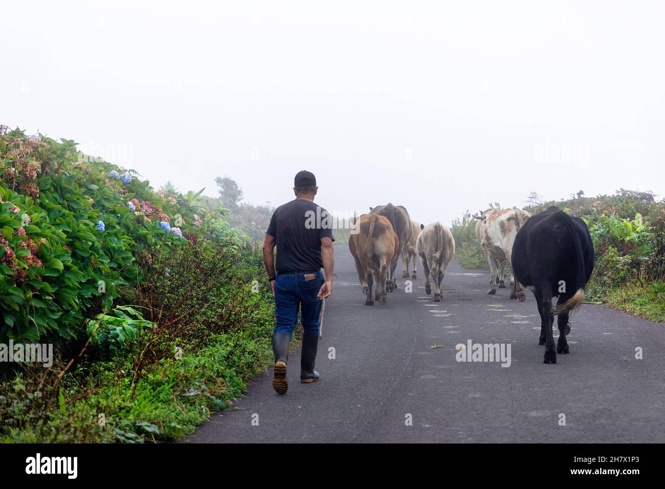Azorean farmer moving his cattle on the road to another pasture. Azores ...