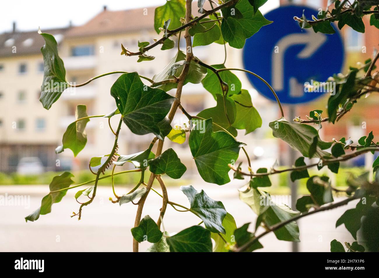 Ranken hi-res stock photography and images - Alamy