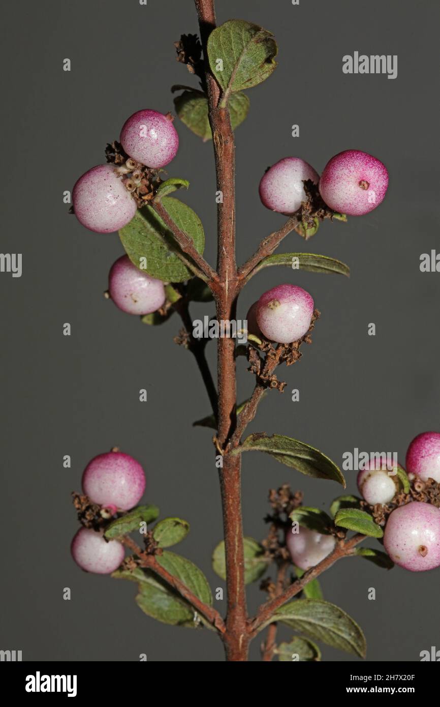 Symphoricarpos orbiculatus plant hi-res stock photography and images ...