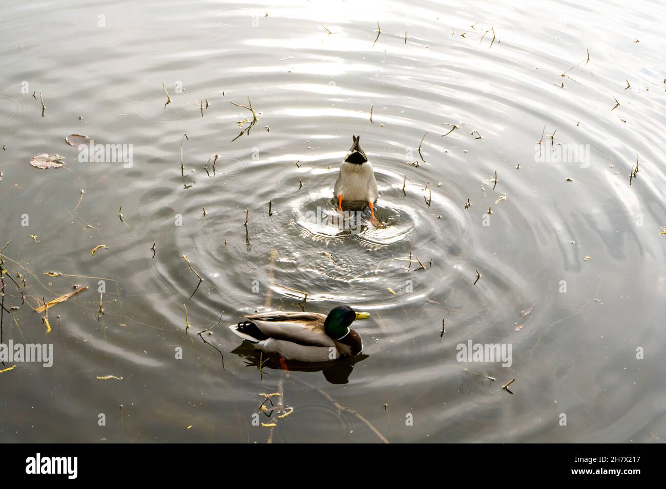 Enten plantschen im Natur See Stock Photo - Alamy