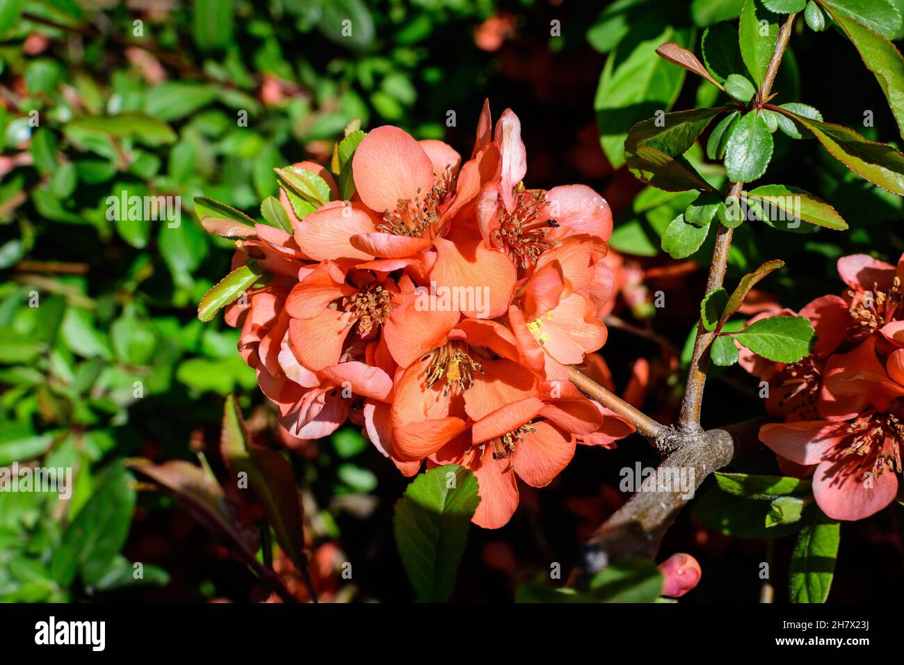 Maules quince hi-res stock photography and images - Alamy