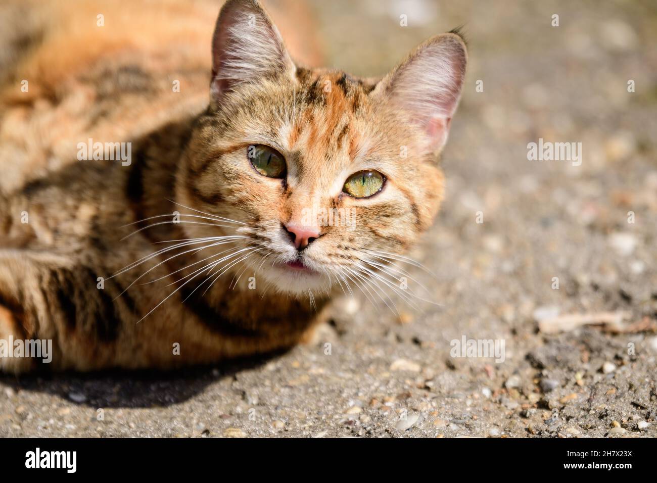 One delicate yellow and orange stray cat on sand on a garden alley with ...