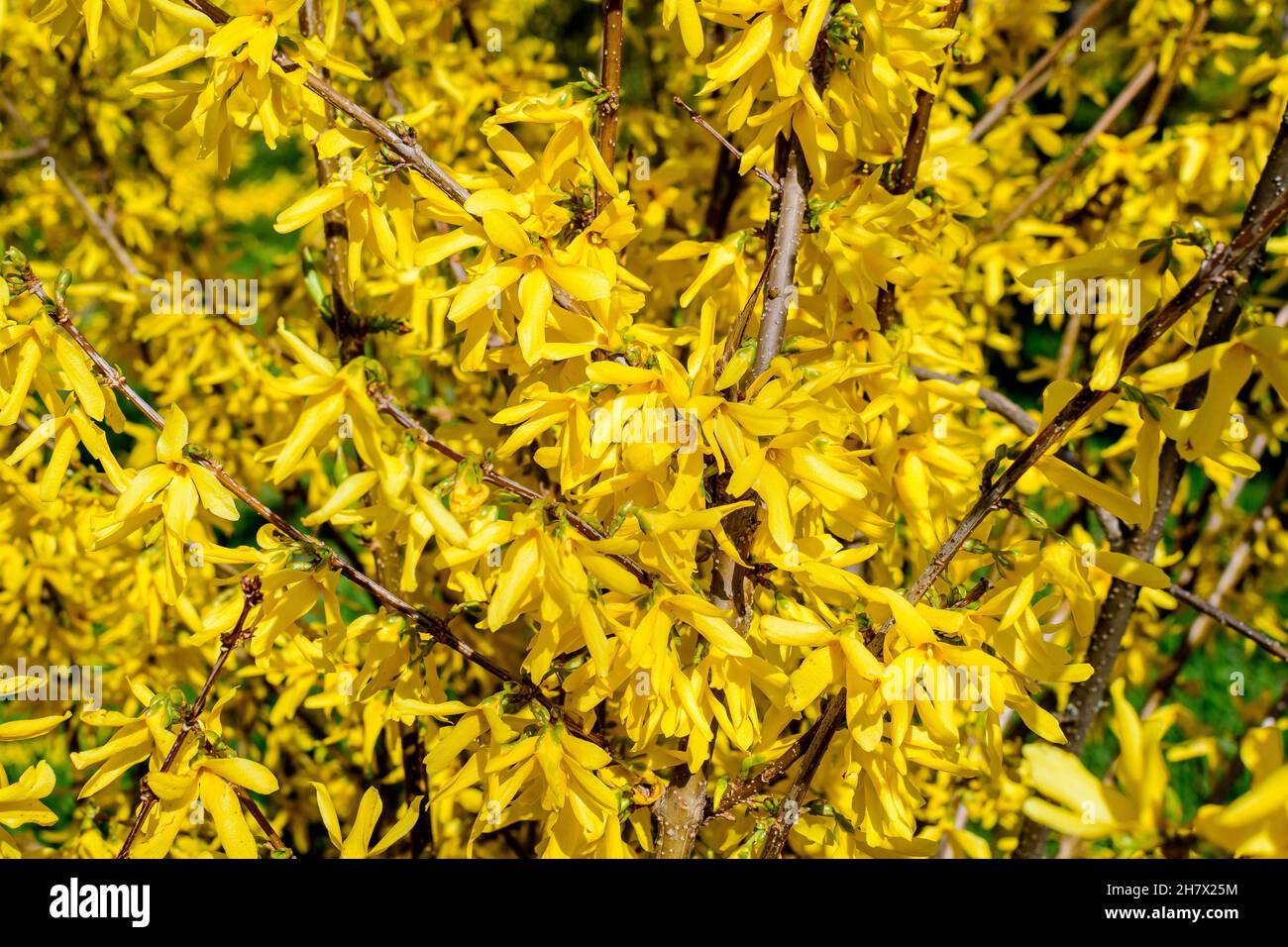 Close up of branches of a large bush of yellow flowers of Forsythia ...