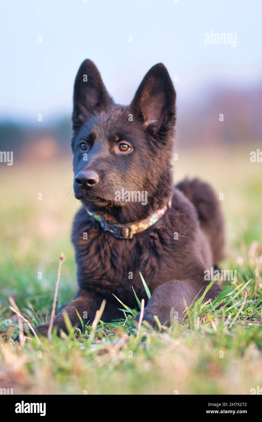 German shepherd, young dog in grass Stock Photo - Alamy