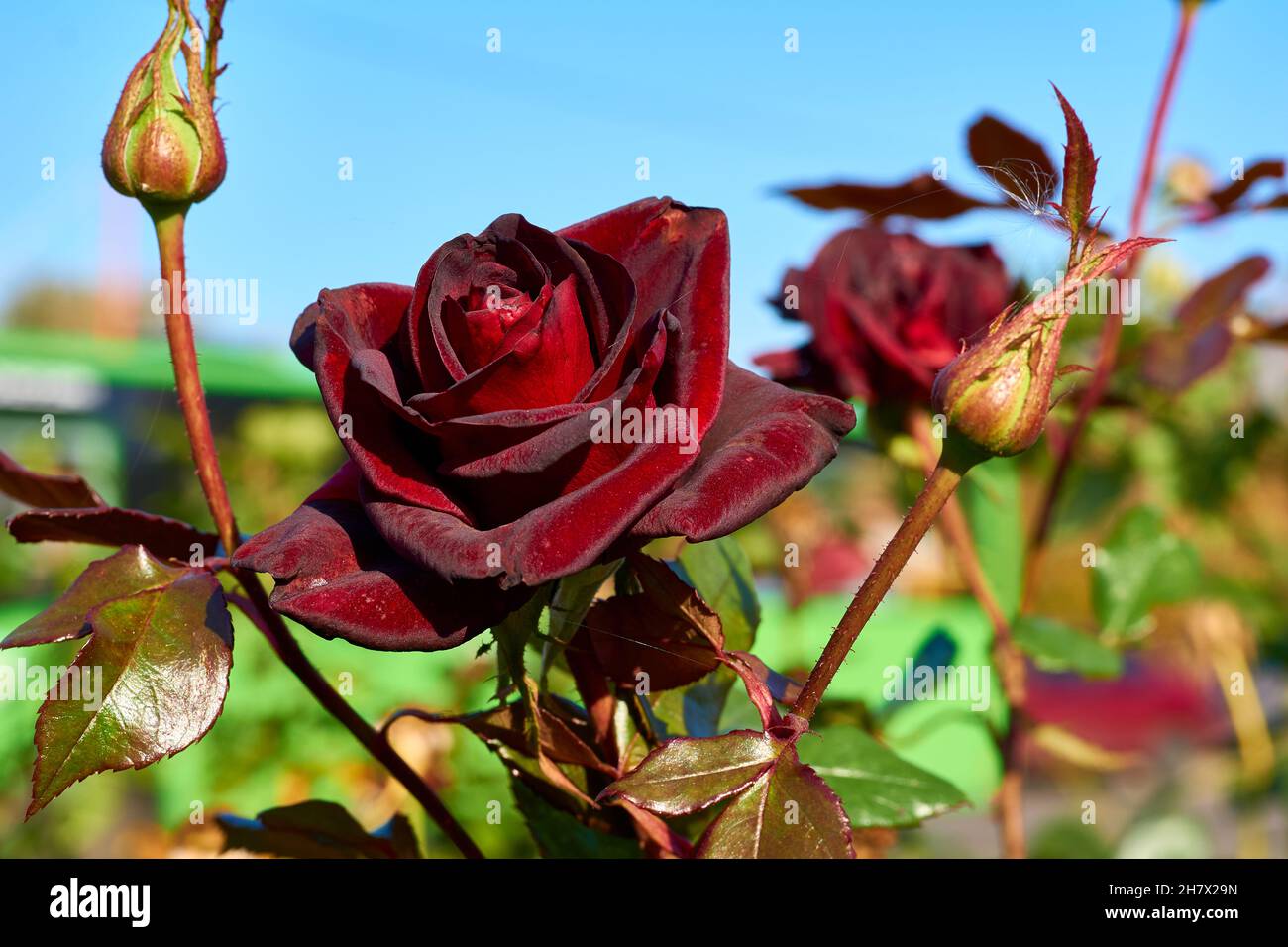 Magic rose bush hi-res stock photography and images - Alamy