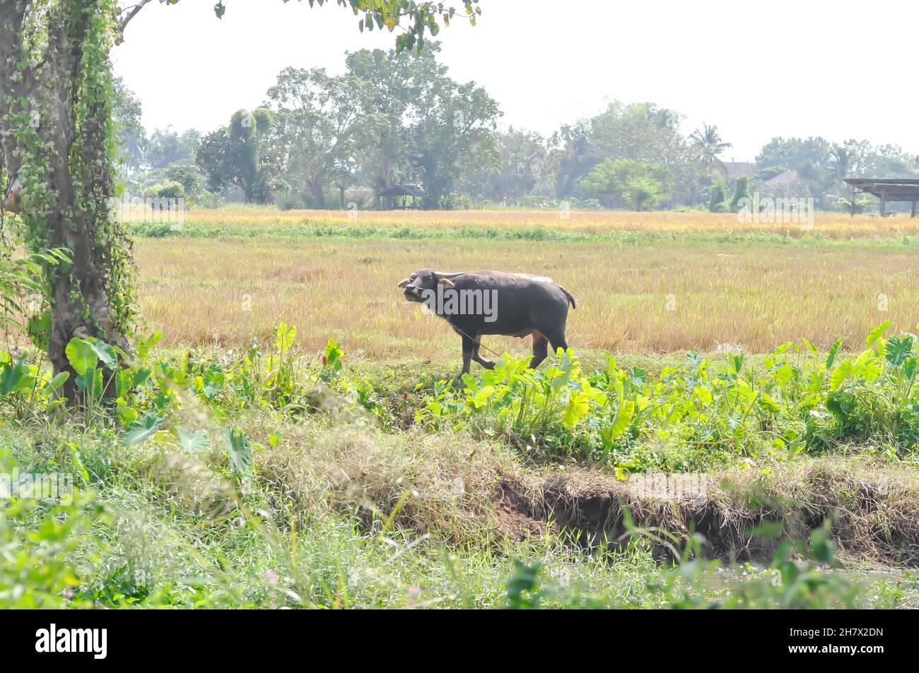 a buffalo, buffalo in the paddy field Stock Photo - Alamy