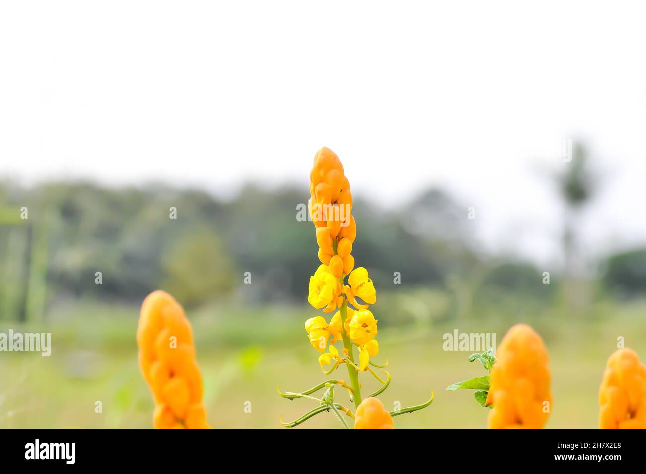 Candle bush, Ringworm bush or Senna alata or Caesalpinioideae flower ...