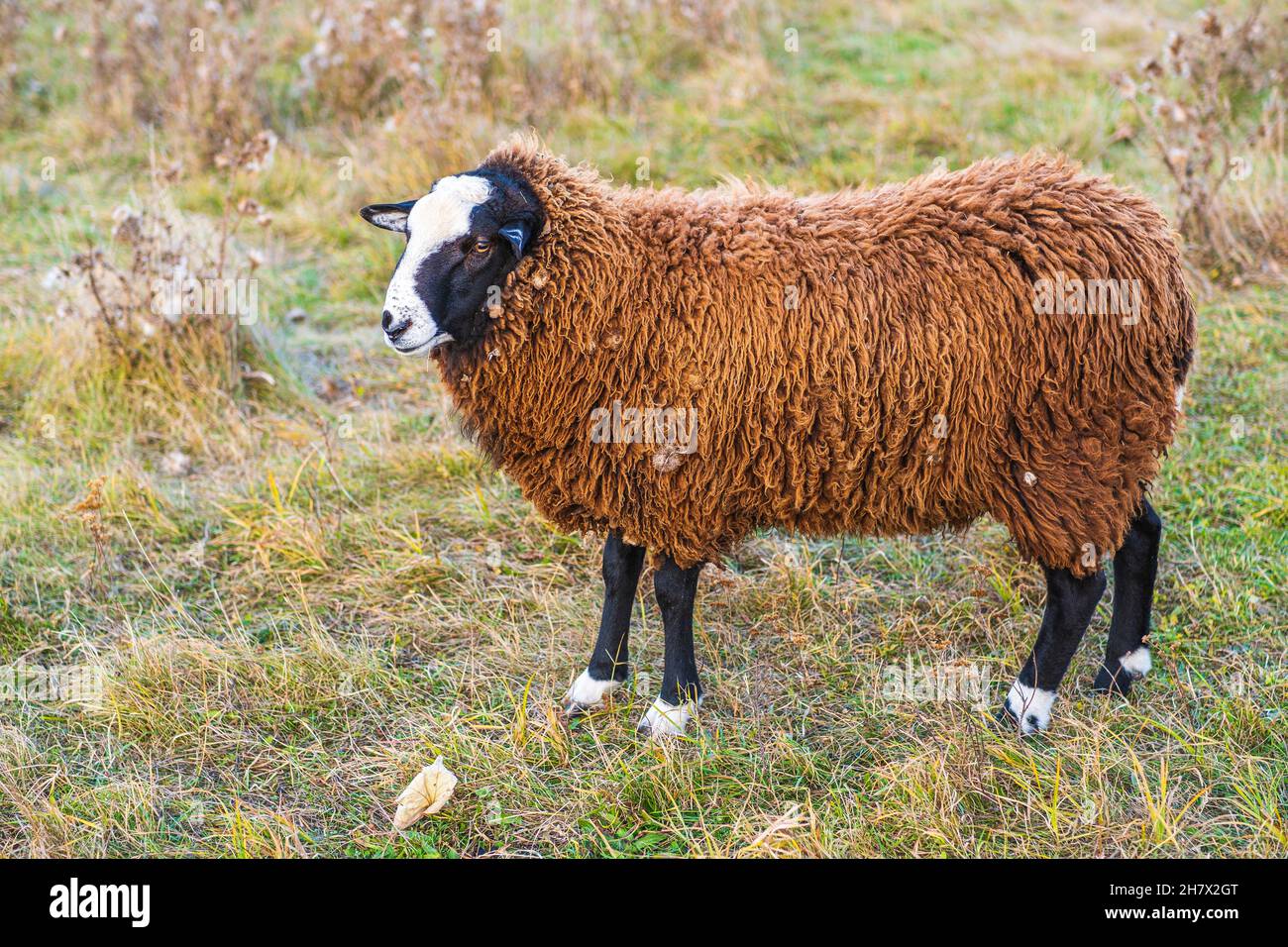 beautiful sheep with brown color feeds on a meadow Stock Photo - Alamy