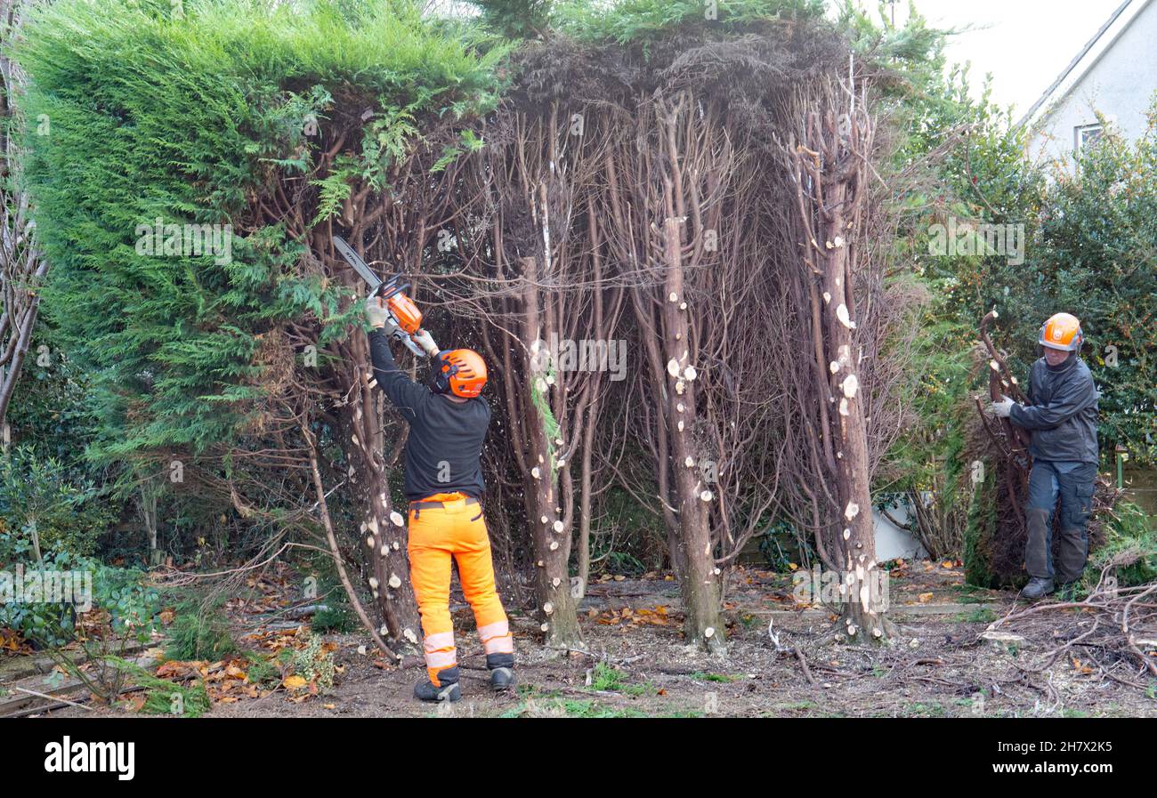 Tree surgeons at work Stock Photo - Alamy