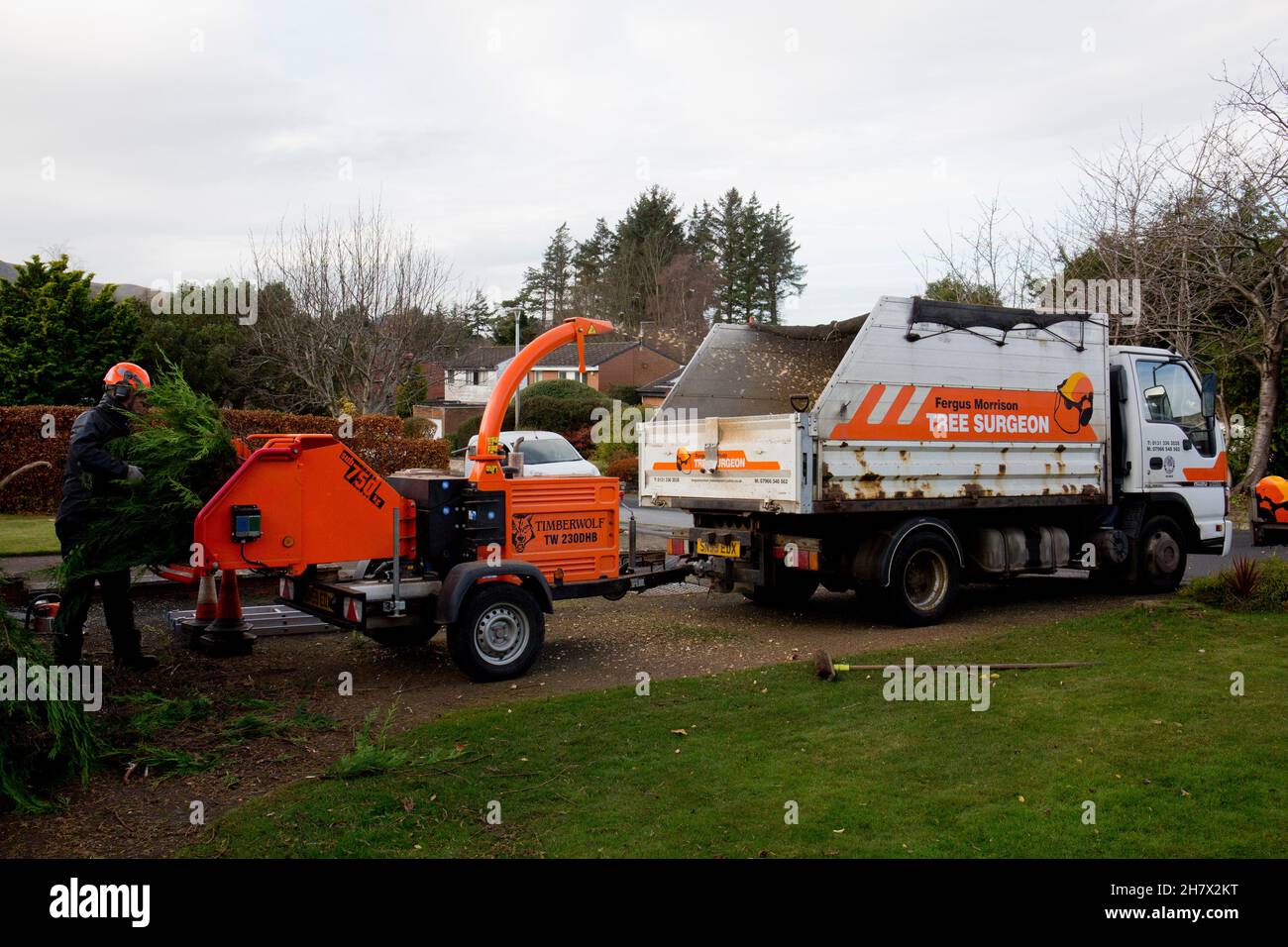 Tree surgeons at work Stock Photo - Alamy