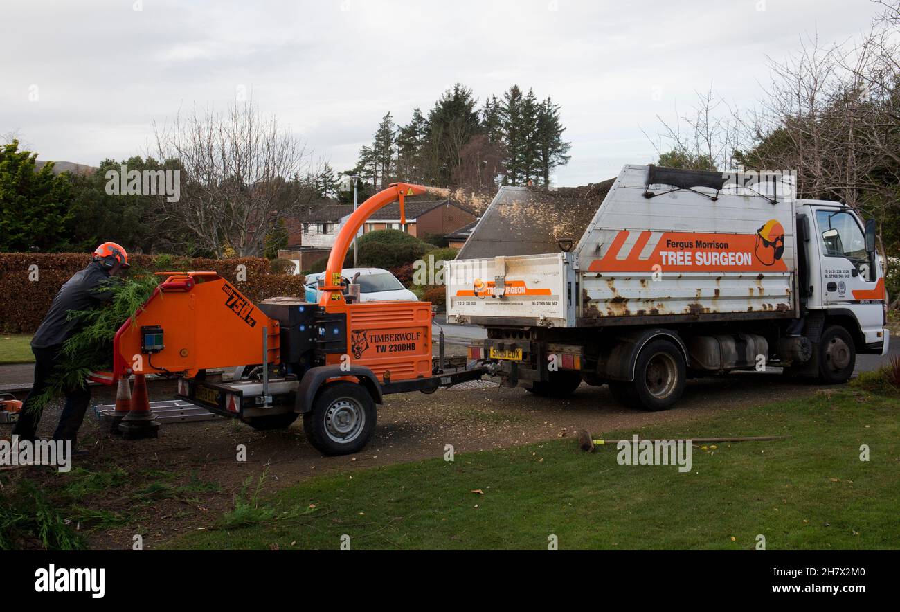 Tree surgeons at work Stock Photo - Alamy