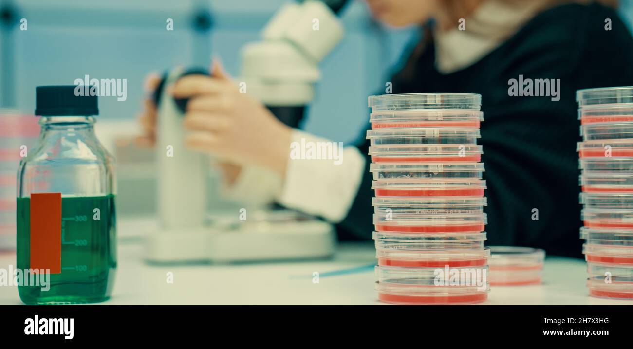 Study of Petri dishes with biological cultures in a microbiological ...
