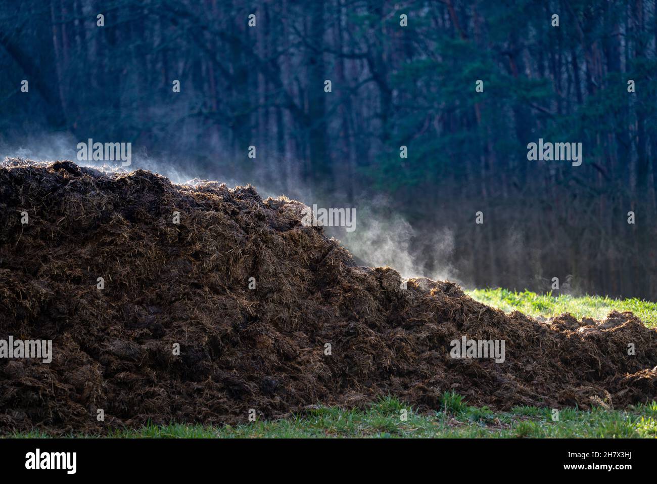 A pile of cow dung as a symbol of methane pollution of the atmosphere ...