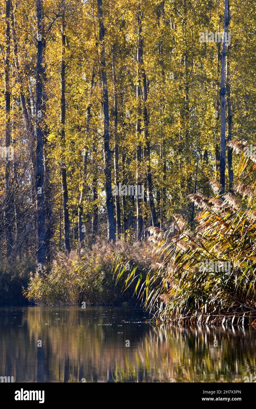 Trees near river hi-res stock photography and images - Alamy