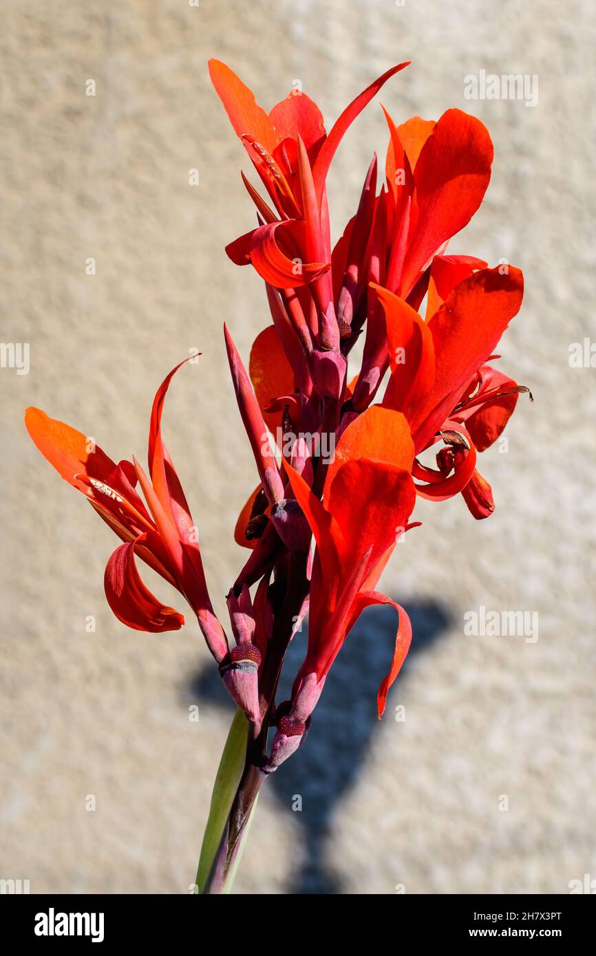 Red flowers of Canna indica, commonly known as Indian shot, African ...