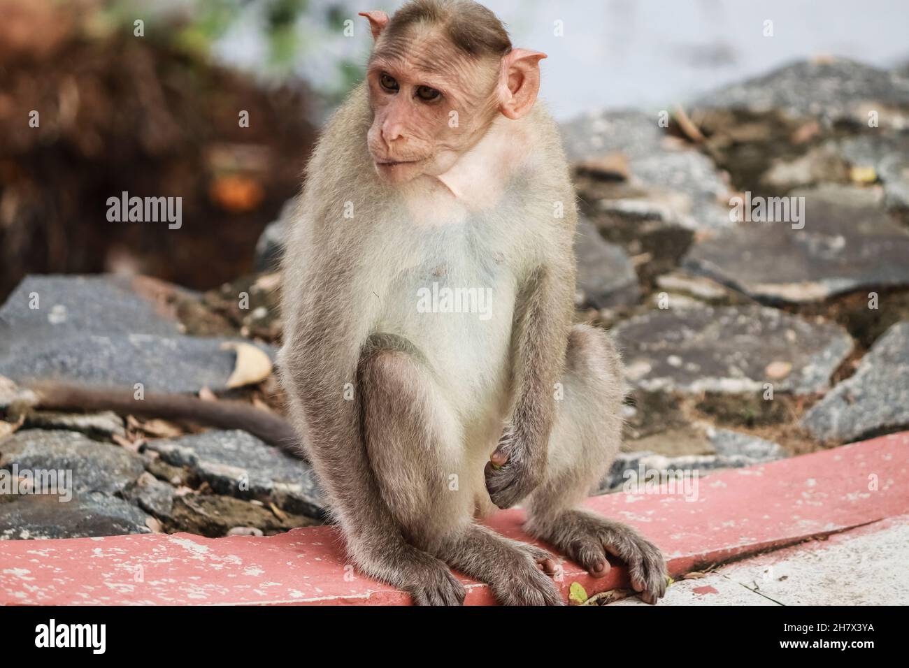 (macaca radiata) A monkey is sitting on the ground Stock Photo - Alamy