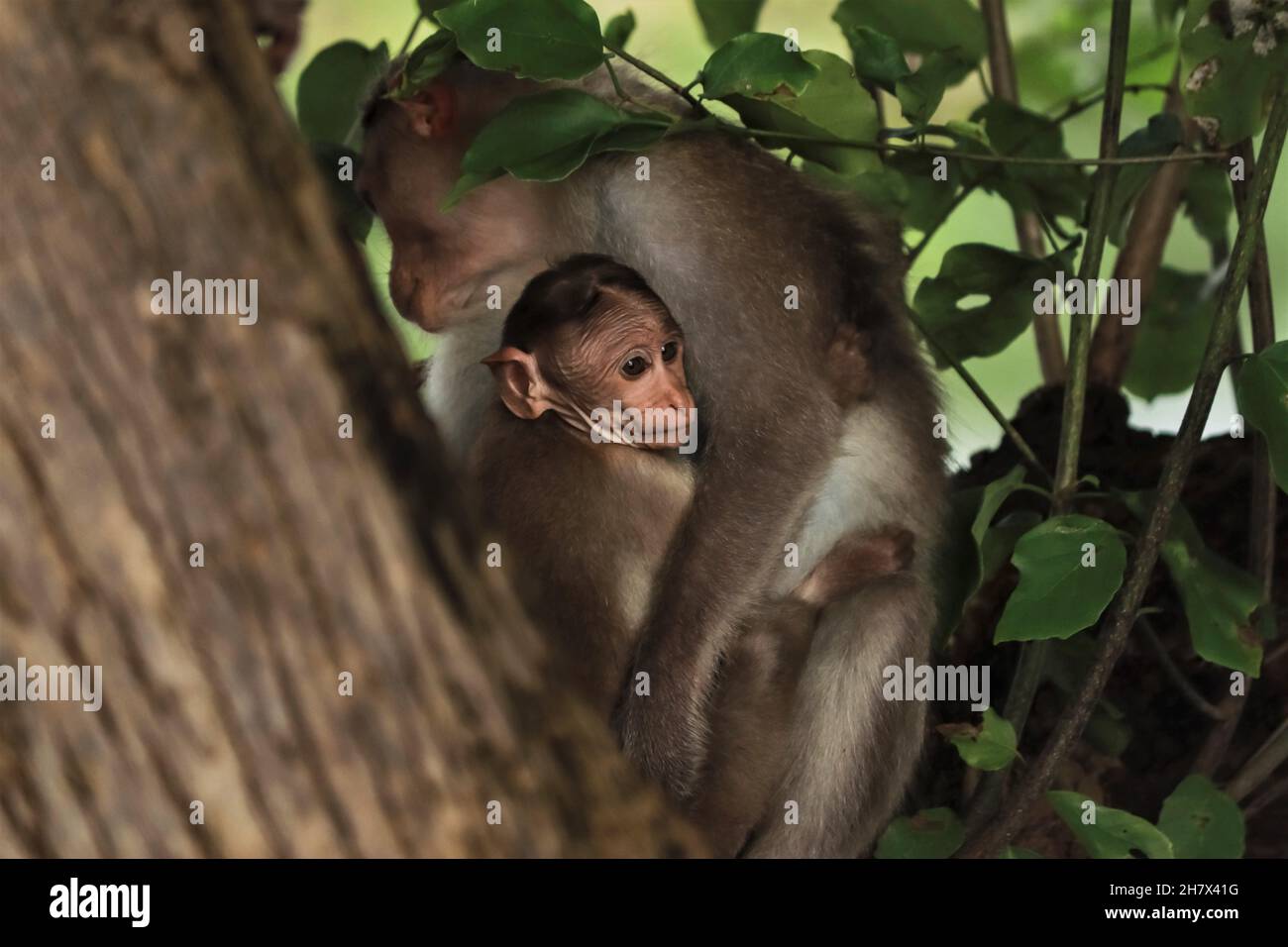 (macaca radiata) A mother monkey with her cub sitting on a tree Stock ...