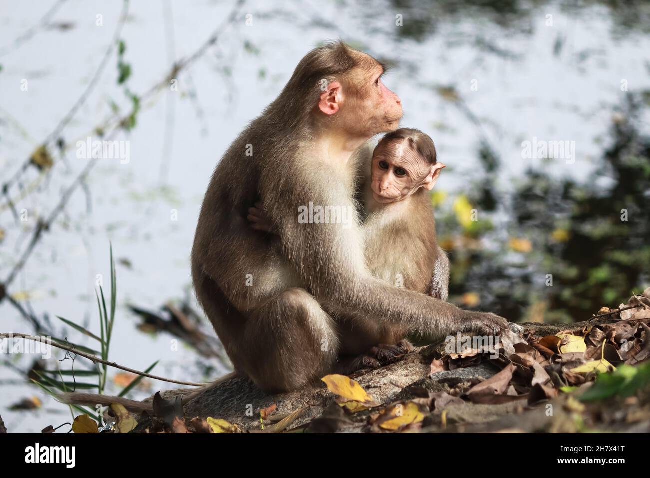 (macaca radiata) Mother monkey and baby monkey sitting on the bank of ...