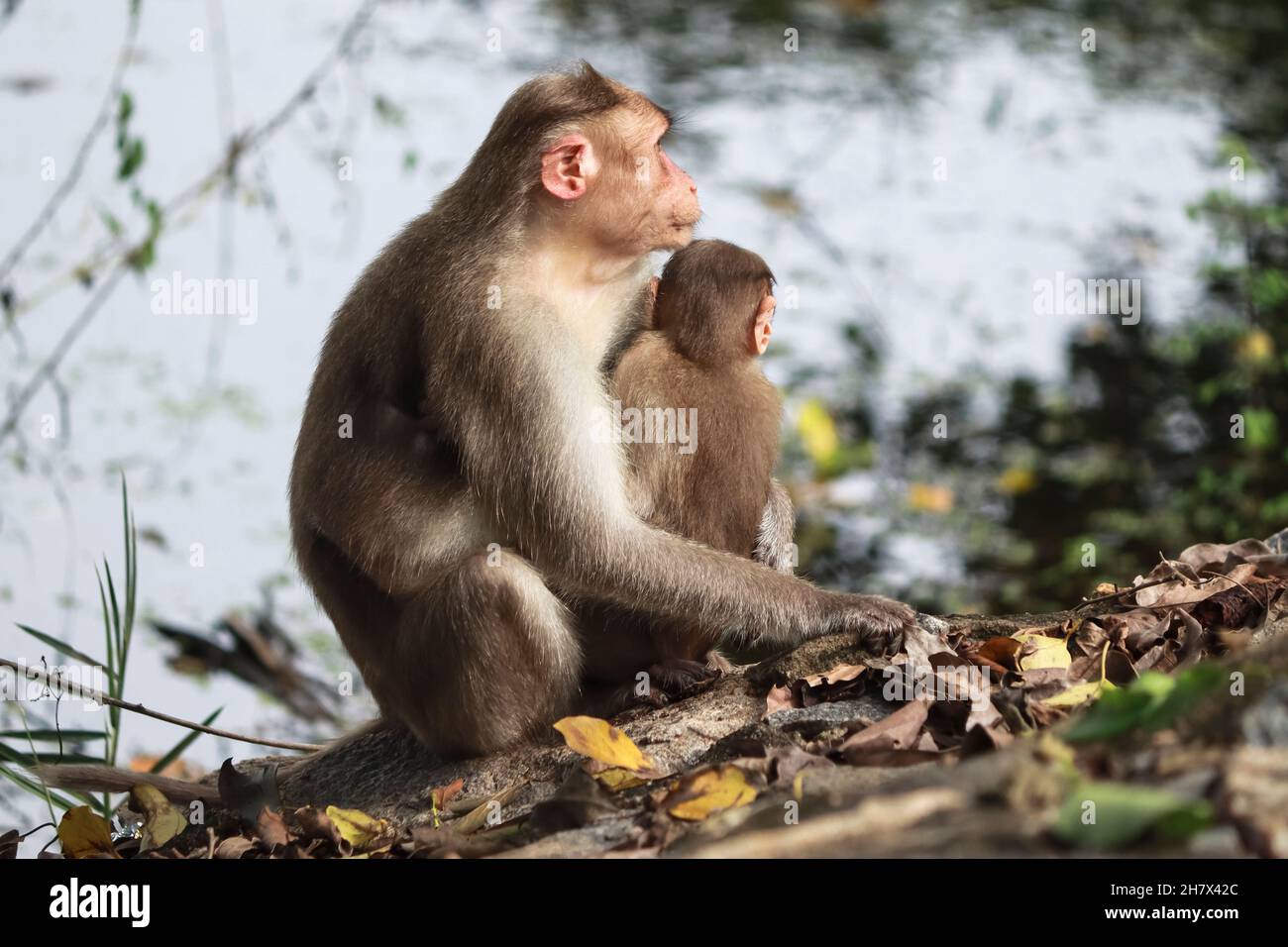 (macaca radiata) A monkey and its cub are sitting on the ground Stock ...