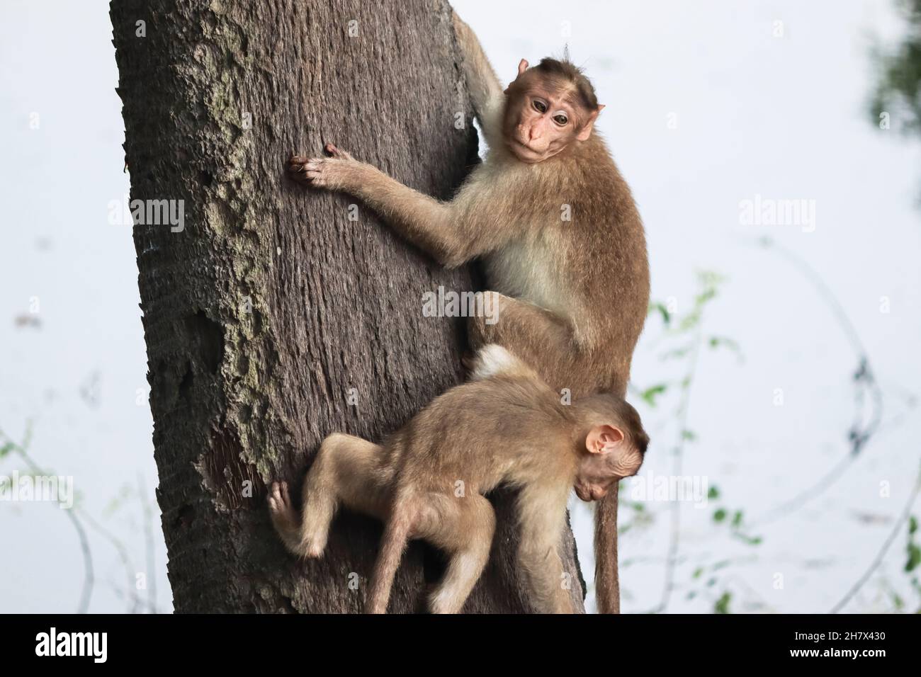 (macaca radiata) A mother monkey and her cub climb a tree Stock Photo ...