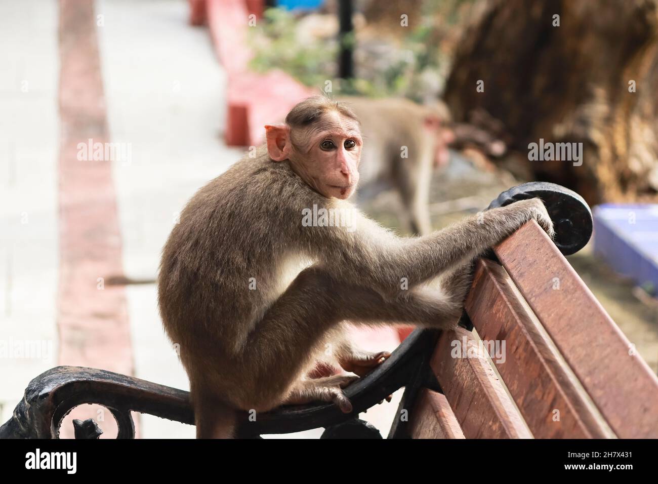 (macaca radiata) A monkey is sitting beautifully on a bench Stock Photo ...