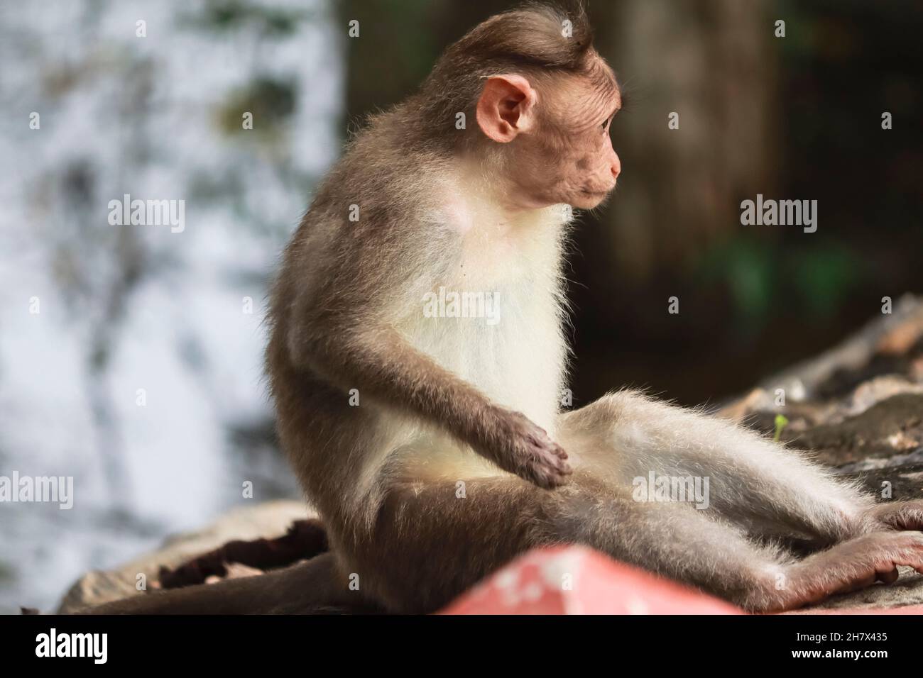(macaca radiata) A monkey sitting on the ground watching Stock Photo ...