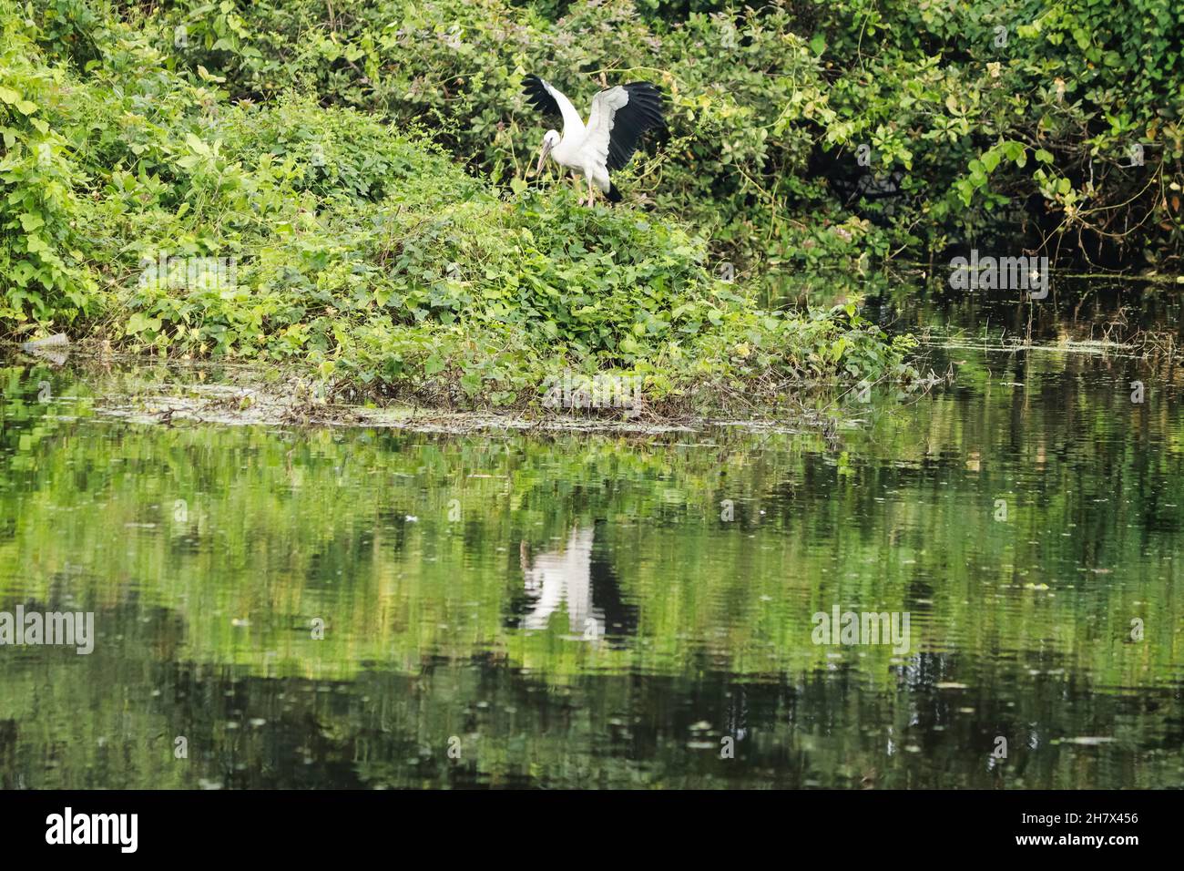The long-necked crane of the Asian open-billed bird spreads its wings ...