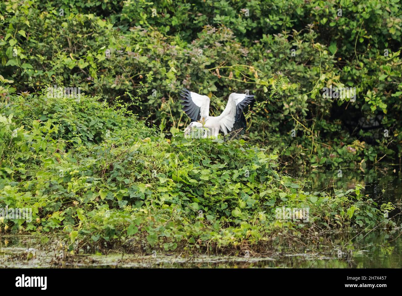 The long-necked crane of the Asian open-billed bird spreads its wings ...